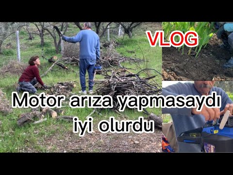 bağ bahçe işleri/avokada nasıl dikilir/hüsnü yuduf çiçeği bakımı/vlog