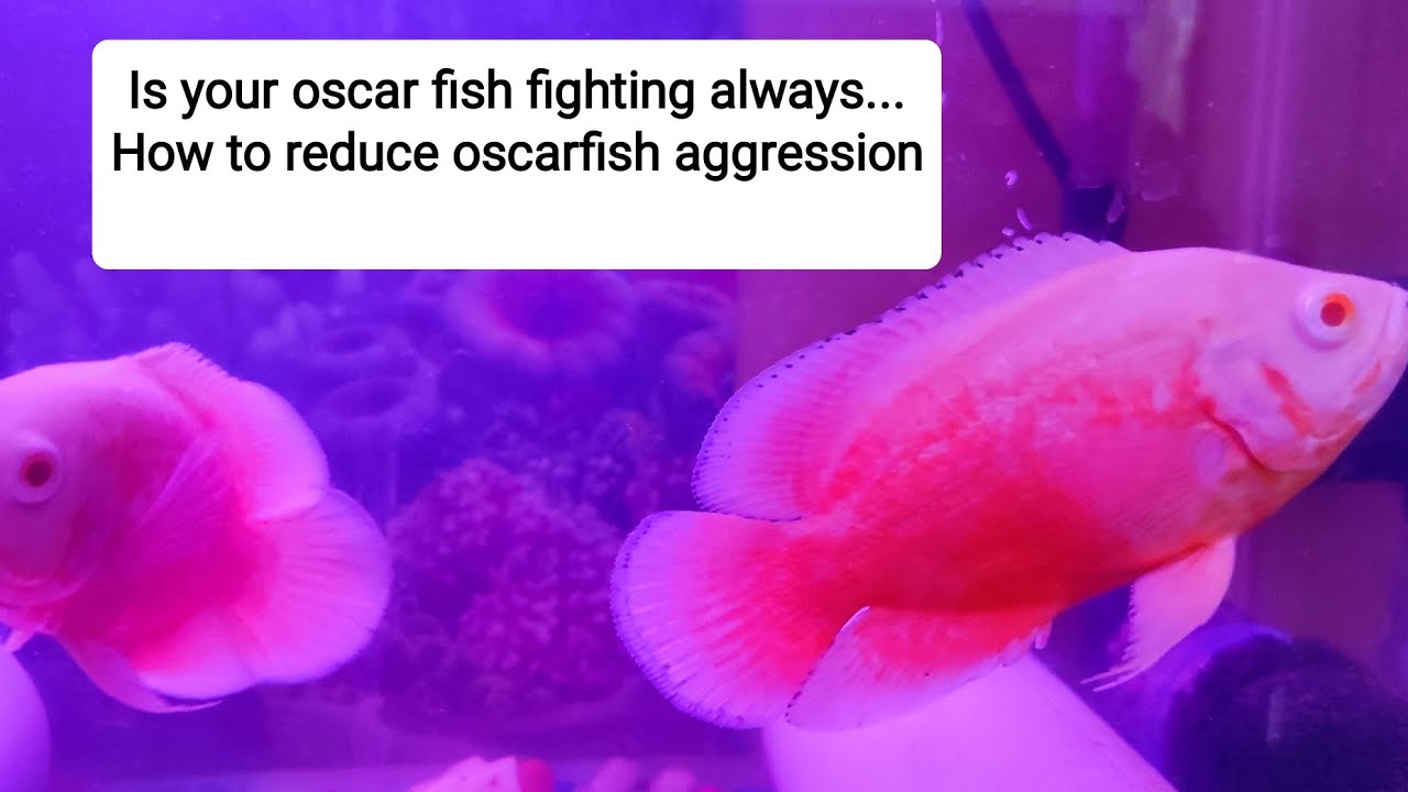 How to avoid Oscar Fish fighting| How to reduce oscar fish aggression ...