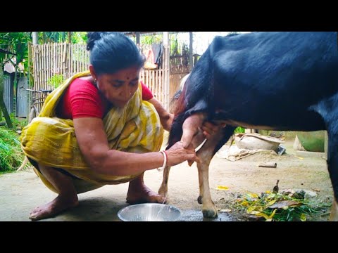 How to Goat Milk Milking Perfectly by Village Aunty : Village Vlogger Saikat