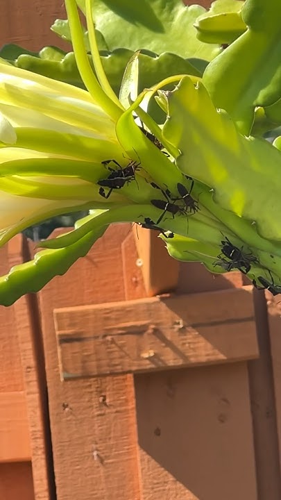 Bugs bugs and more bugs - YouTube