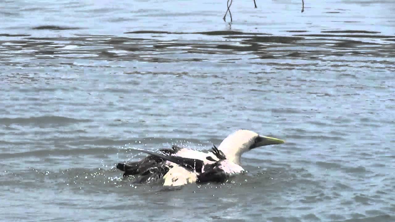 Masked Booby (Sula dactylatra) - YouTube