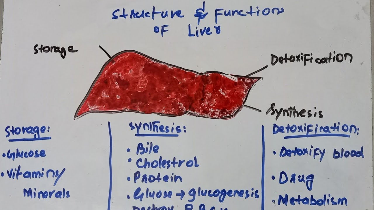 Structure and functions of Liver || How does liver work || The largest ...
