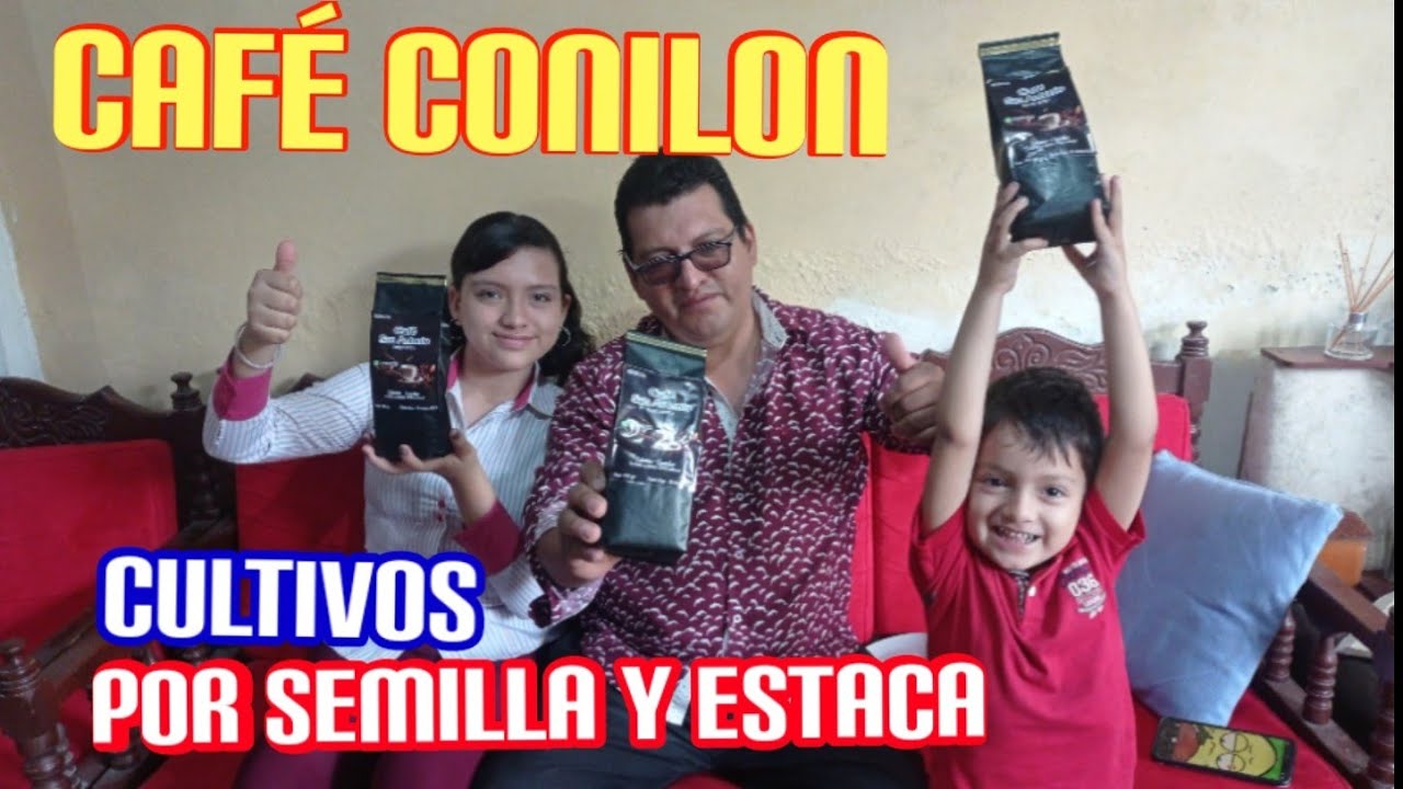 Café Conilon / Plantas por semilla y estaca. - YouTube