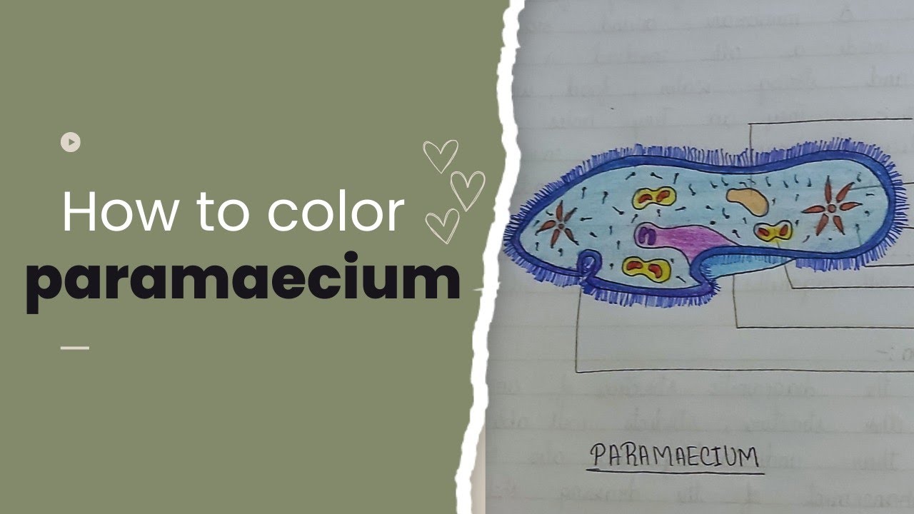 #how to color paramecium# drawing#colouring - YouTube