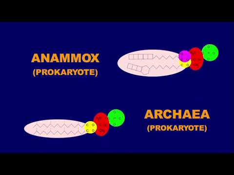 Anammox Bacteria: MicroBioFilm - YouTube