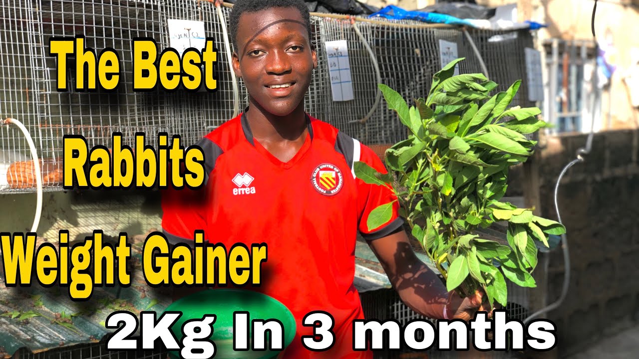 Make Your Rabbits Gain Weight With Two Natural Remedy| SIMPLE !! - YouTube