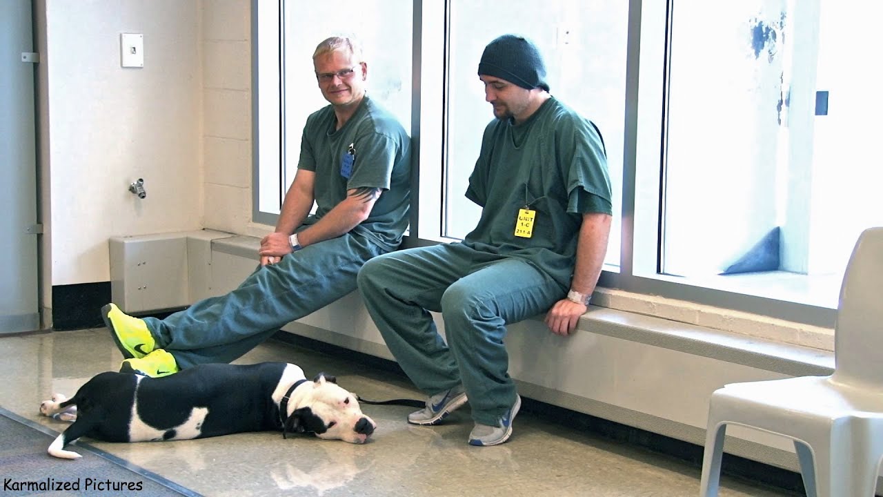 Saved From Death Row - Wonderful Dogs Looking For Loving Homes - YouTube