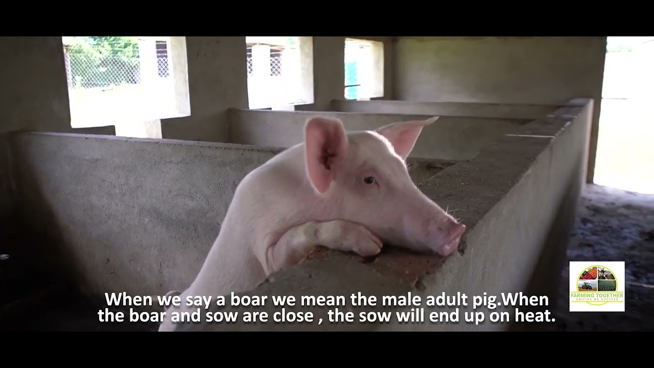 Piggery Farming in Zimbabwe.Touch Documentary. - YouTube