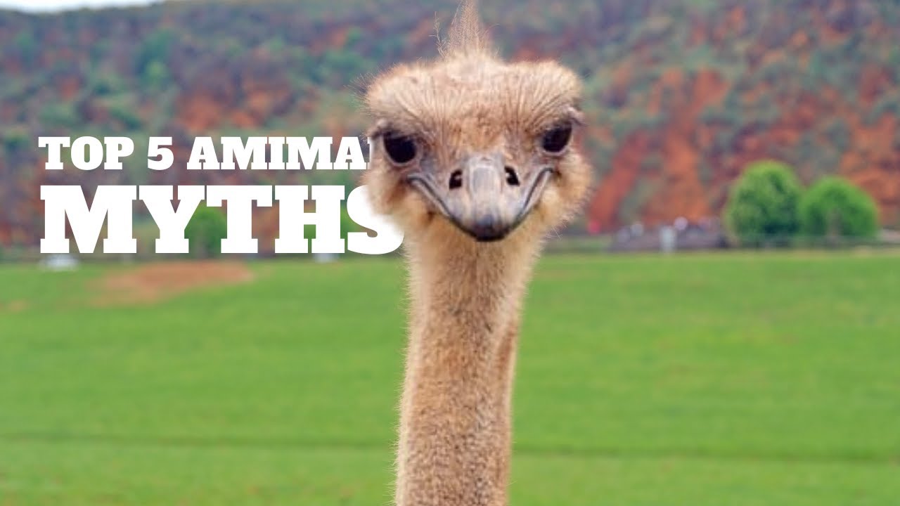 5 Animal Myths (this list might surprise you!) - YouTube