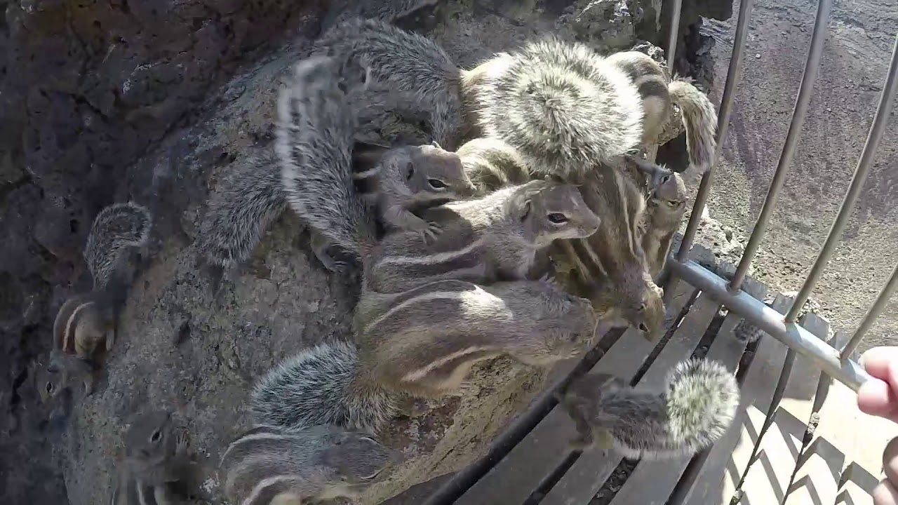 Calderon Hondo volcano, Fuerteventura, Canaries. Feeding the squirrels ...