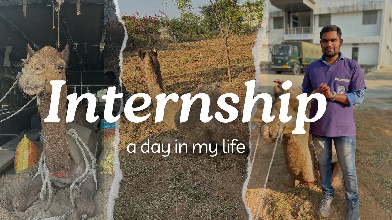First Time In My Life : Vet Internship Journey 😎 - YouTube