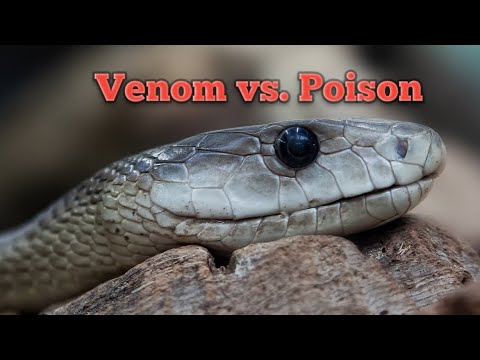 Poison vs. venom: what's the difference #poison #Venom #trending # ...