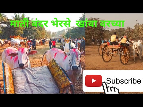 bail gada sharyat भेरसे बंदर बैल गडा शर्यत पूर्ण झाली नाद केला - YouTube