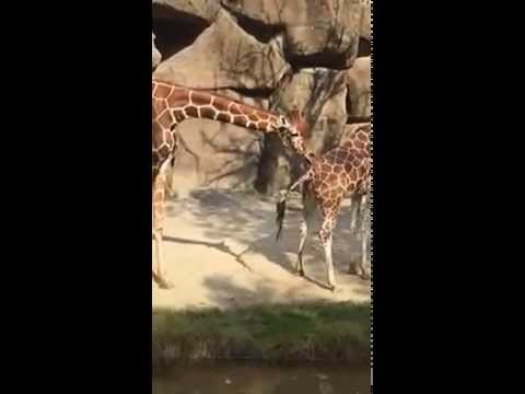 Male Giraffe Shows Pre Habits of Mating - YouTube
