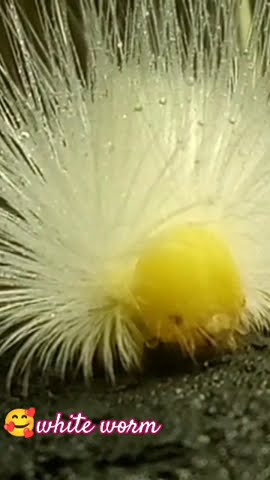 white worm its so cute Wormshorts viral video - YouTube