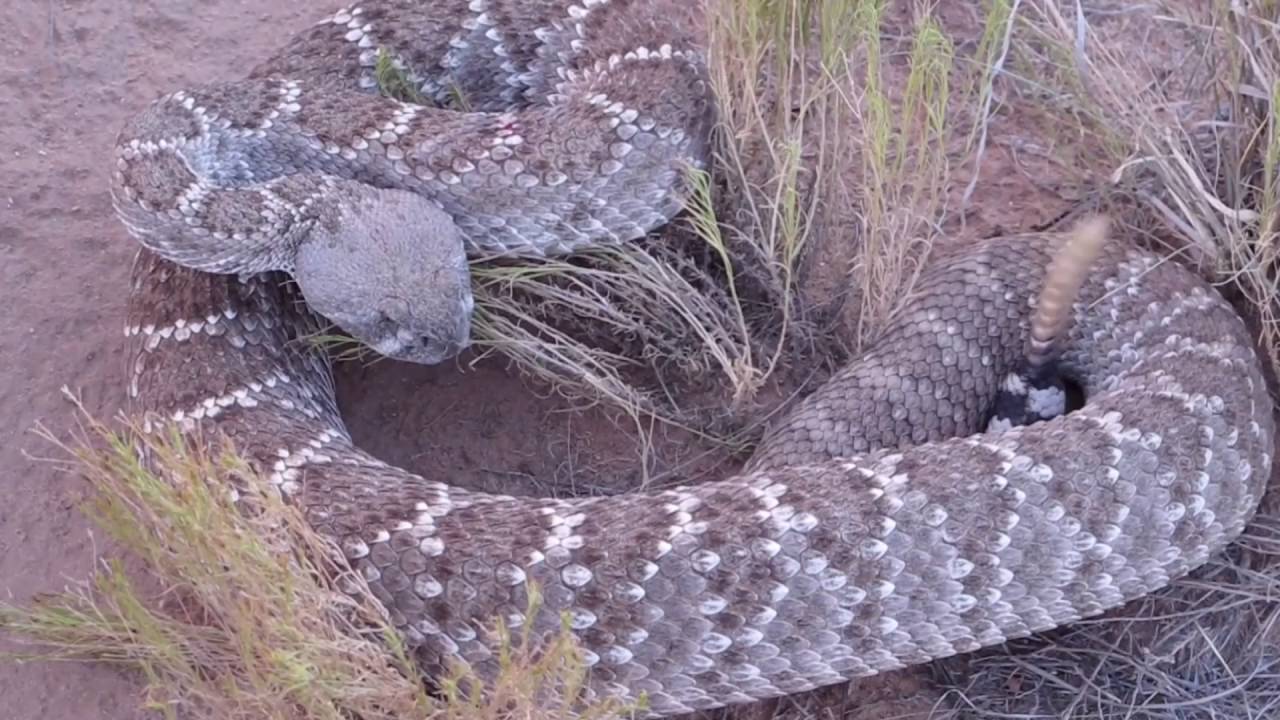 Western Diamondback New Mexico - YouTube