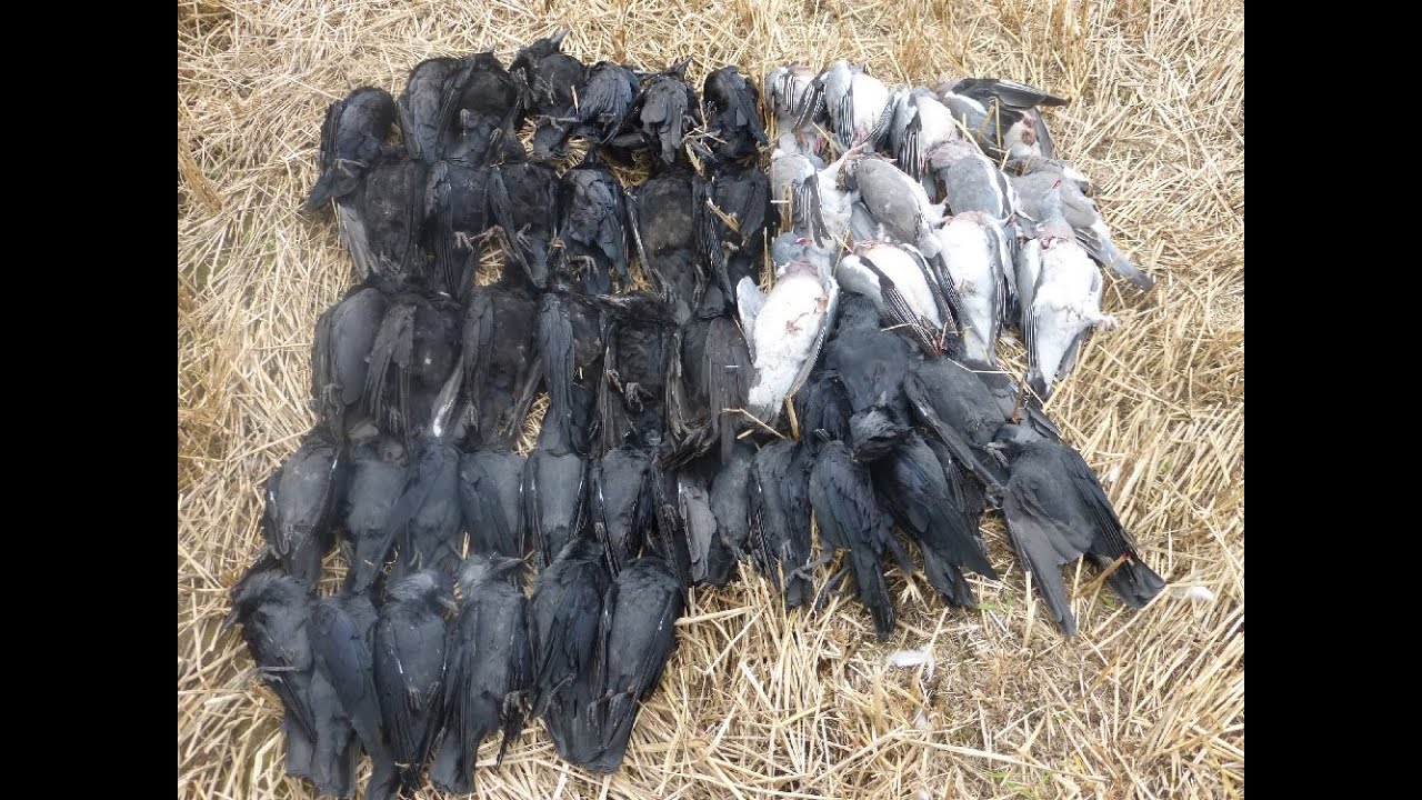 Fast & Furious Crows - YouTube
