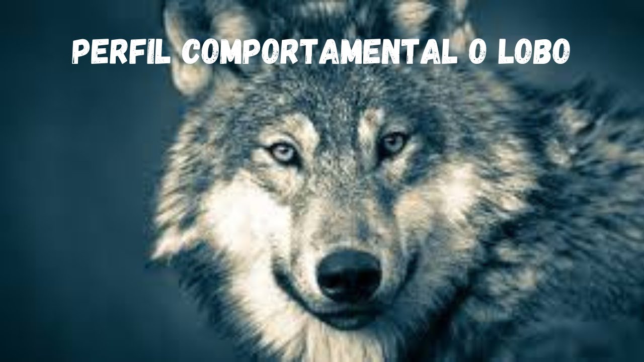 Perfil Comportamental - Lobo - RETOEDU
