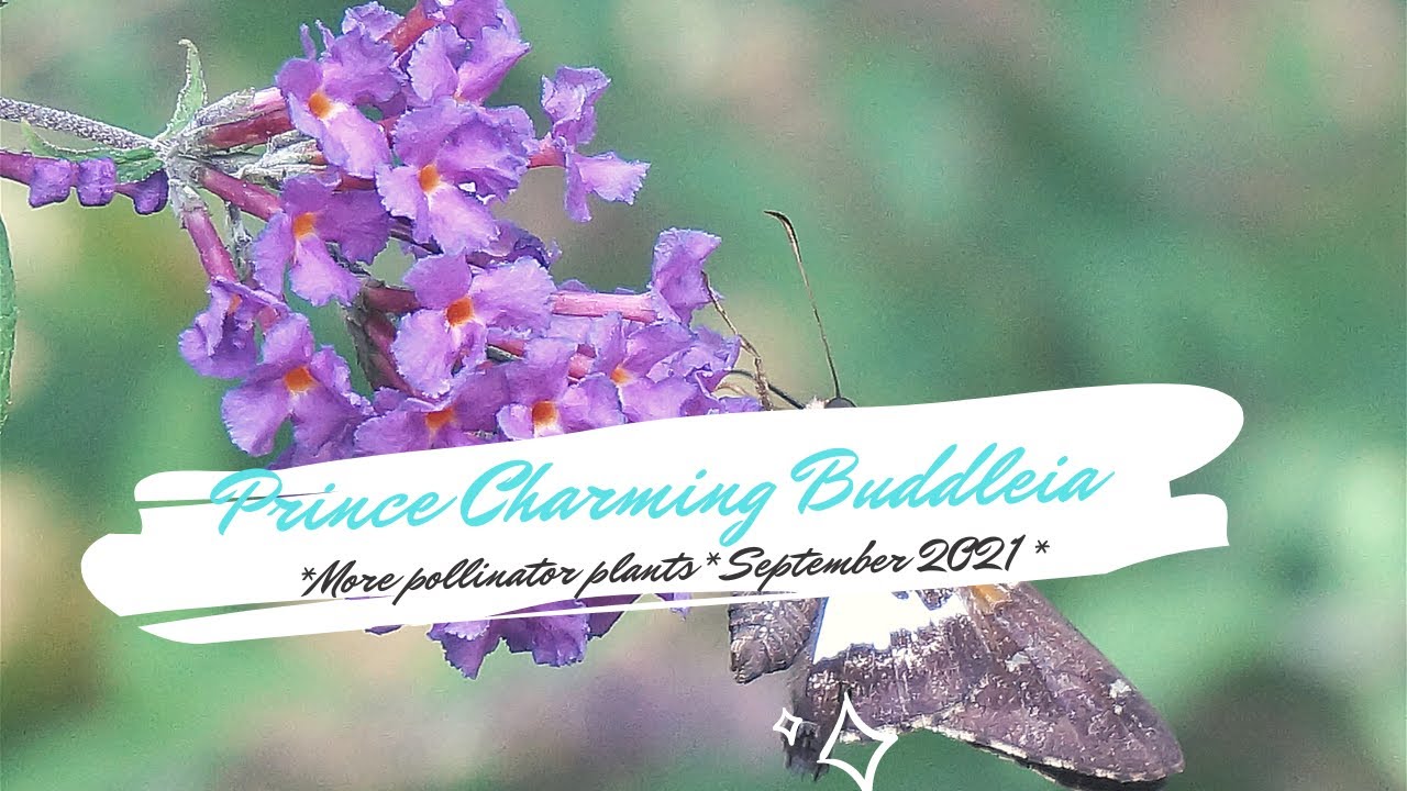 Prince Charming Butterfly Bush addition // Buddleia 'Prince Charming ...