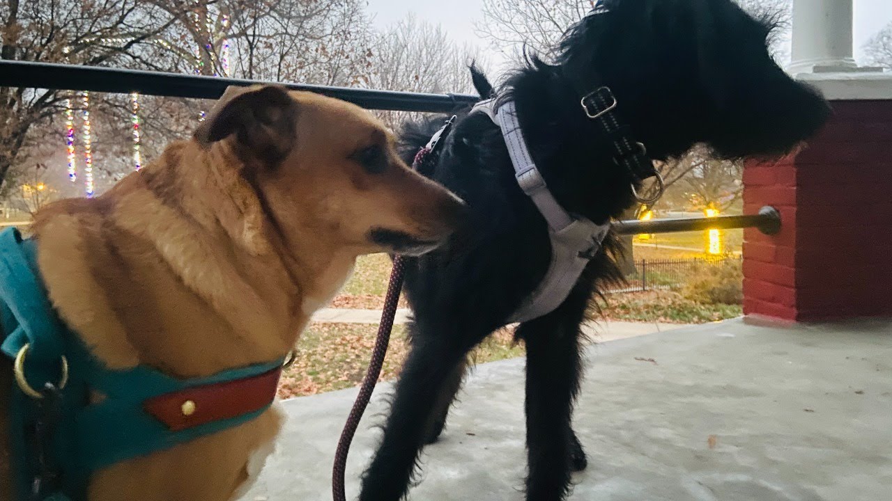 Two Streaming Dogs: Dogs of a Feather - YouTube