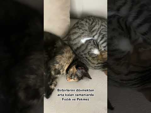 İki de bacı yan yana🤪 #catmemes #catsoftiktok