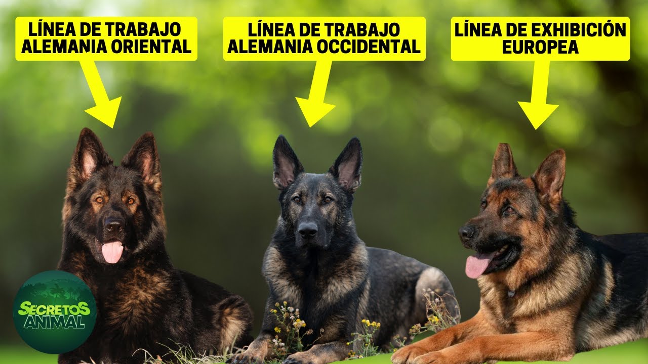 5 Tipos Distintos de Pastor Alemán: ¿Cuál Te Conviene Más? - YouTube