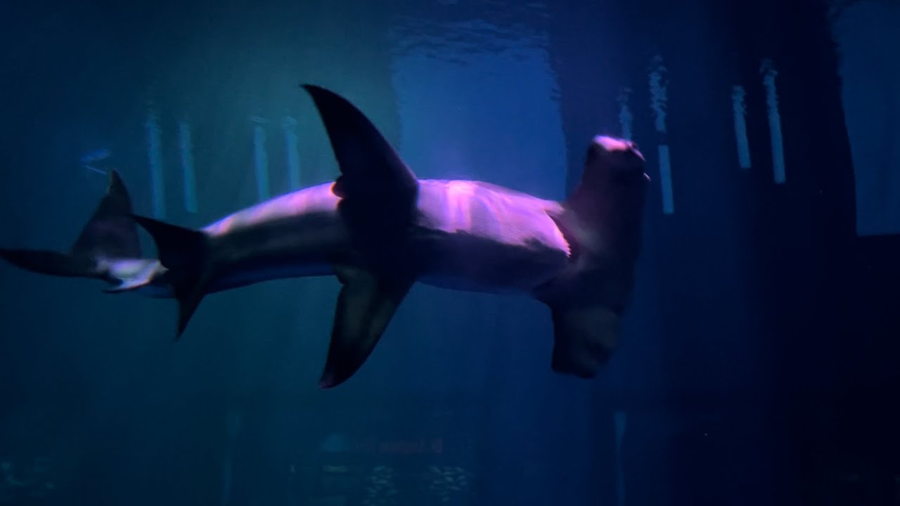 Great Hammerhead Shark Spinning - YouTube