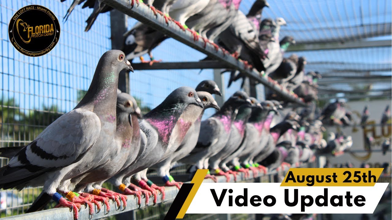 AUGUST 25th Update @ Florida Pigeon Derby Season 2023 - YouTube