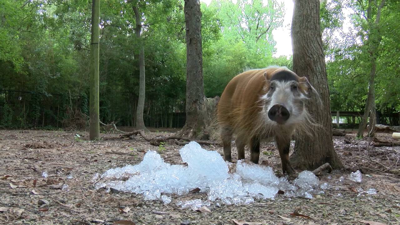 Red River Hog Enrichment - YouTube