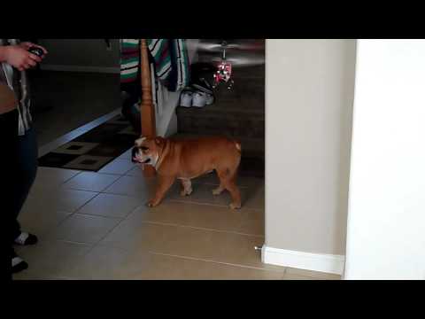 Bulldog and the helicopter - YouTube
