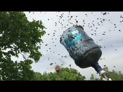 Ağaçtan oğul alımı