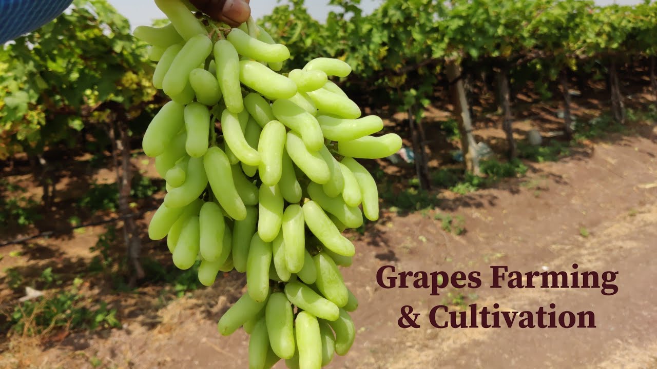 Grapes Forming & Cultivation in India - YouTube