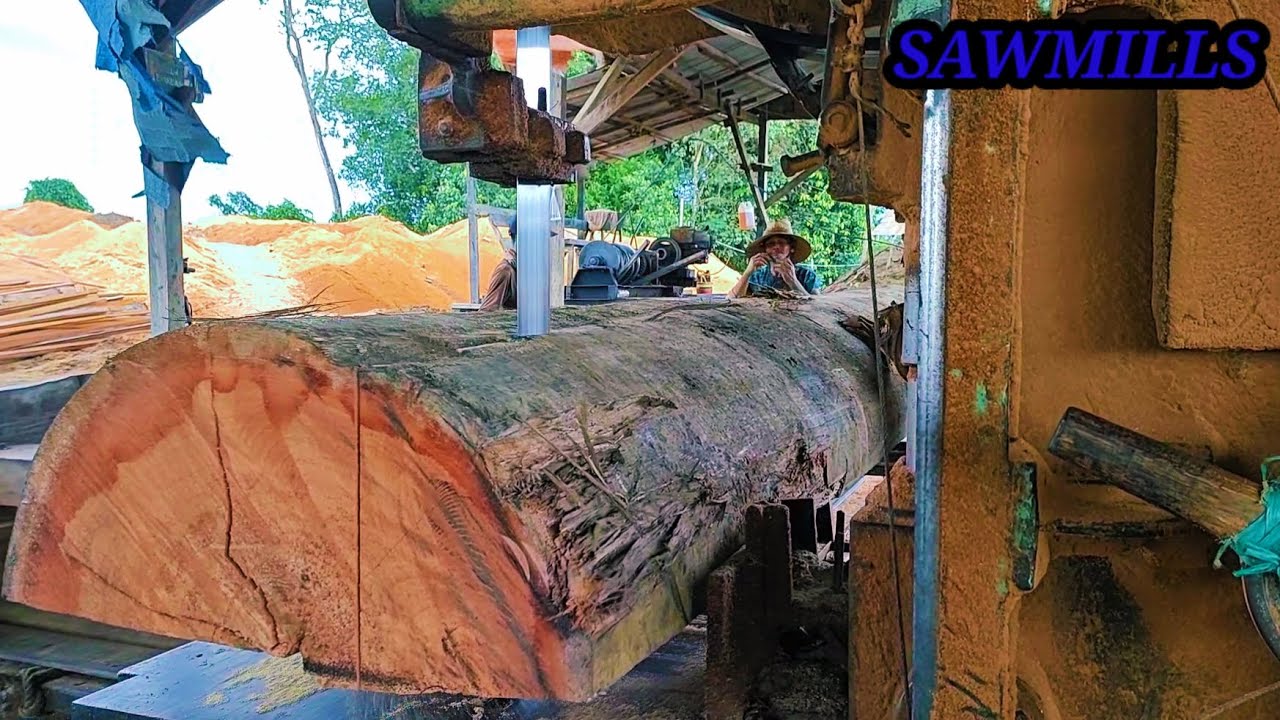 Woodworking//sawing large Meranti timber trees - YouTube
