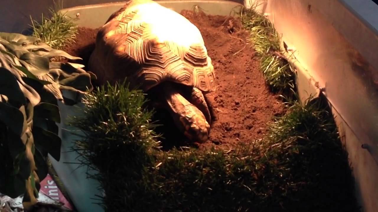 Tortoise nest area - YouTube