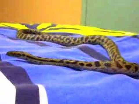 Antaresia Maculosa - Blonde Spotted Python - YouTube