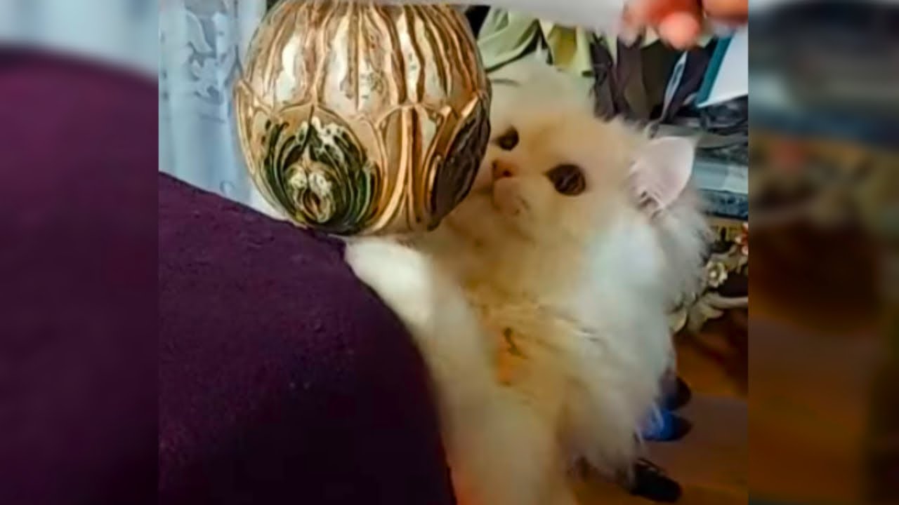 cute cat attack - YouTube