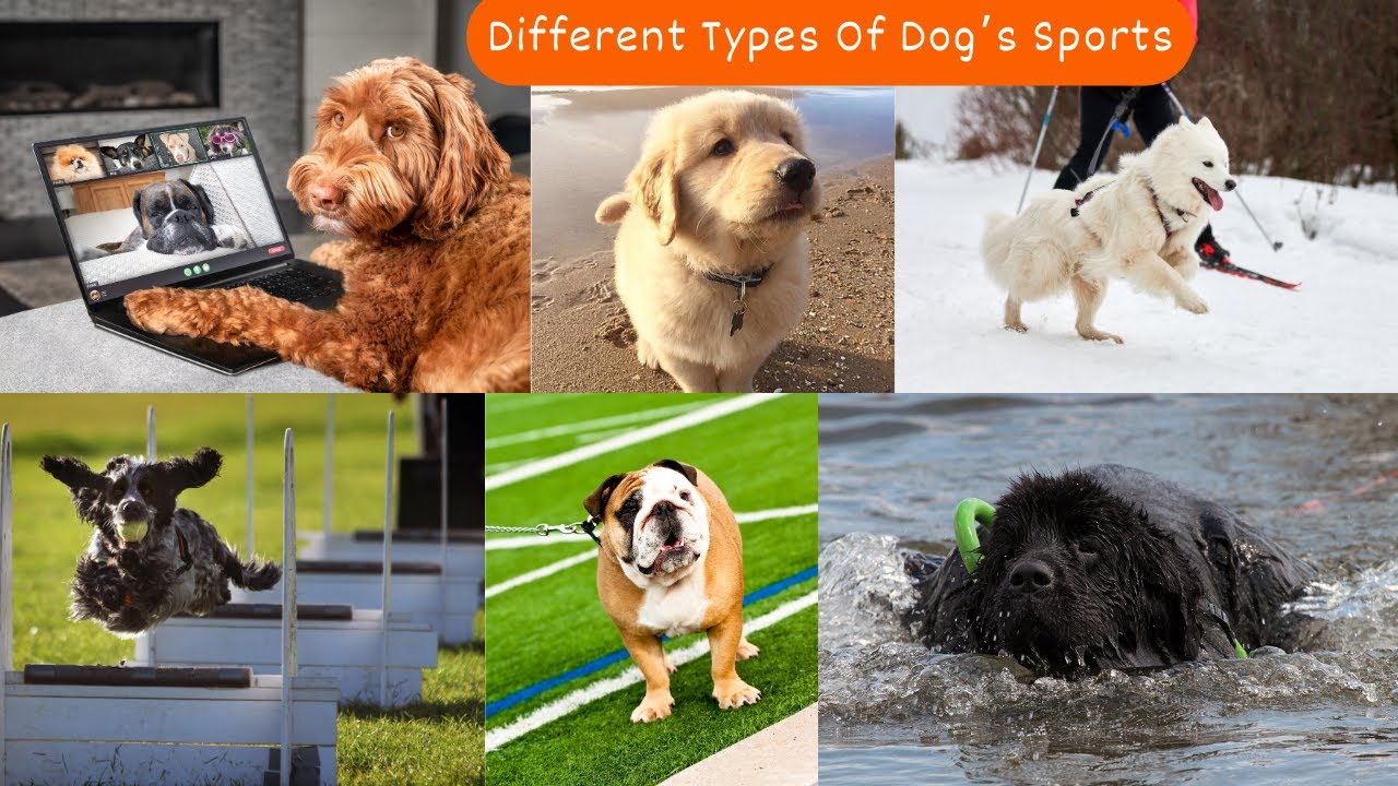 Exploring Different Types of Dog Sports | V71 | Dogs | Dog | Cute Dogs ...