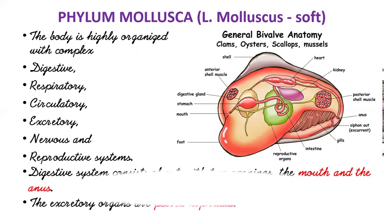 Chapter No.10, Phylum Mollusca, Radula, Mussel, Snail, hemocyanin ...