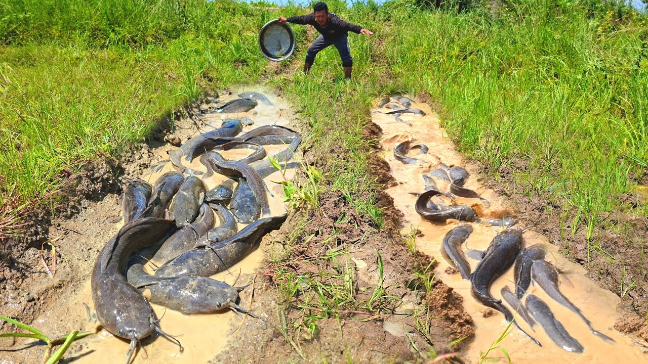 Unbelievable, caught a lot of fish on the Atrak fishing rod in the rice ...