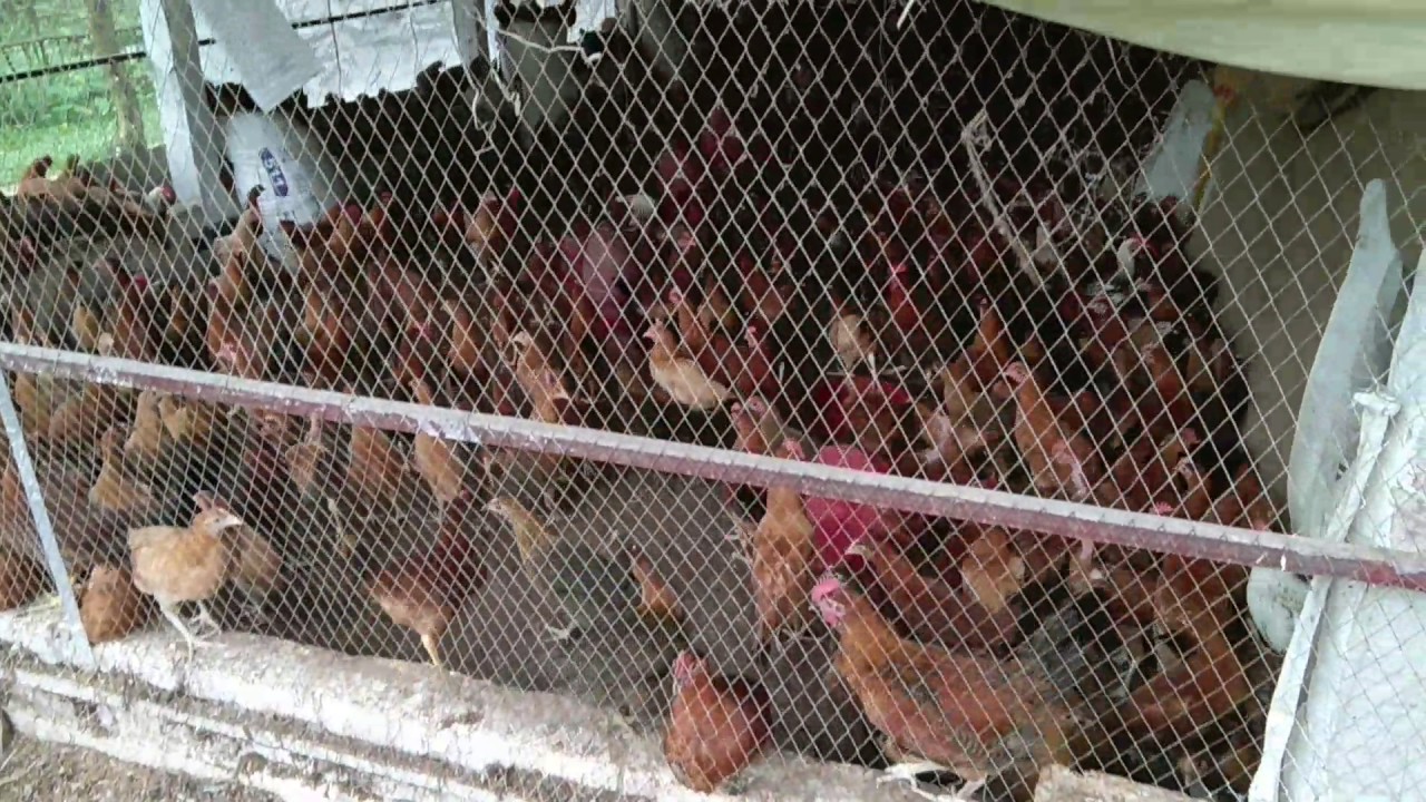 Sonali hens farm..! - YouTube