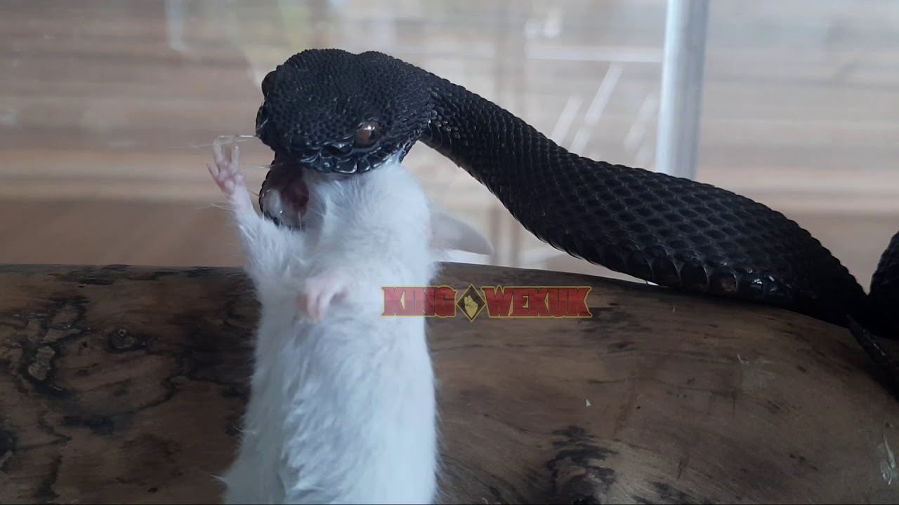 BLACK VIPER FAST STRIKE | FEEDING VENOMOUS SNAKE | LIVE FEEDING ...