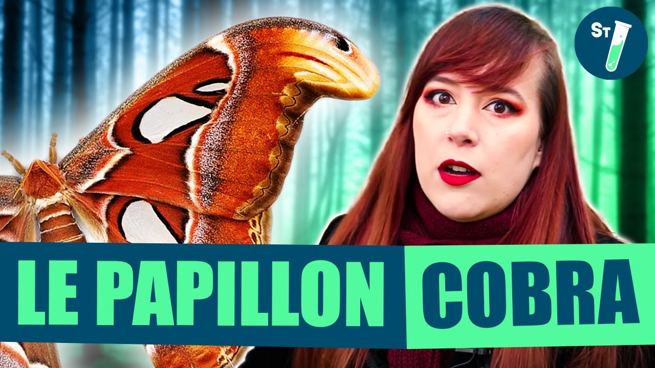 Le plus grand papillon du monde (ou presque) - Bébêtopédie #14 by ...