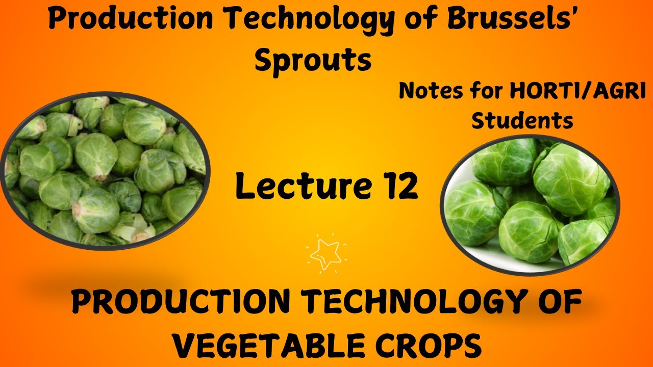 Lecture 12 : Notes on Brussels Sprouts | Production Technology of ...