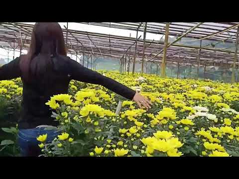 Cameron Highlands| Agro tour| Farms| Let's Go Discovery| - YouTube