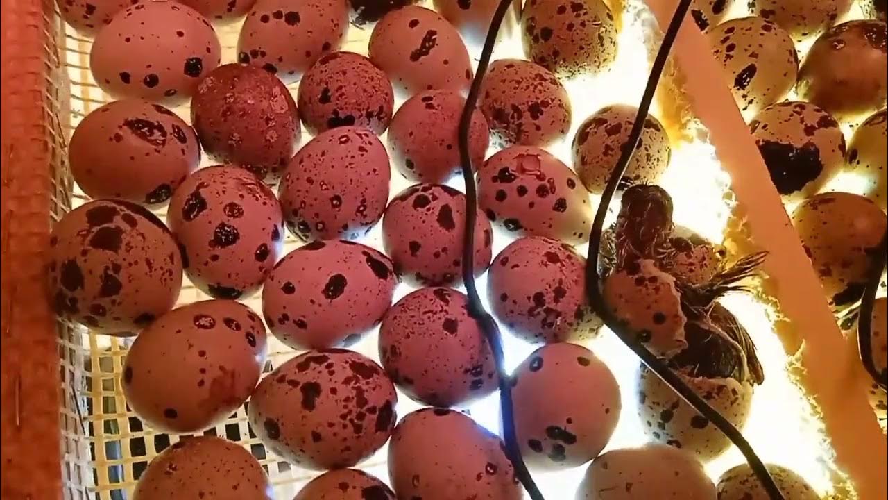 Греющий кабель 33 Ом, применил для обогрева перепелов! #инкубатор # ...