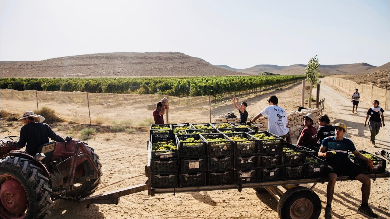 WINE industry production (Detailed A-Z explanation) - Food Facts VN ...