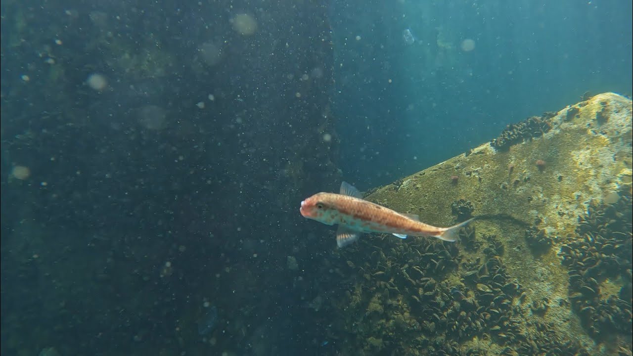 Barbunul - Marea Neagra - YouTube