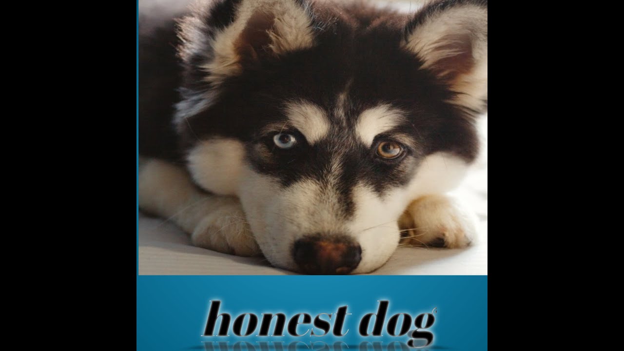 |cute dogs||dogs|animals||honest animals - YouTube