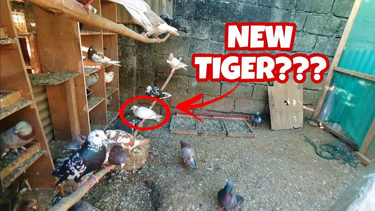 *NEW* Off Color Pigeon from Pet Store - YouTube