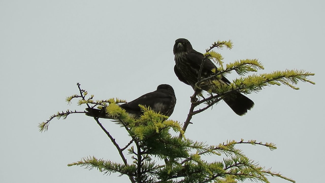 08/01/21 (#1) Black Merlin Fledglings Tukwila Wa 7252-144 - YouTube